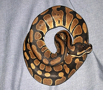 Apollo - Ball Python
